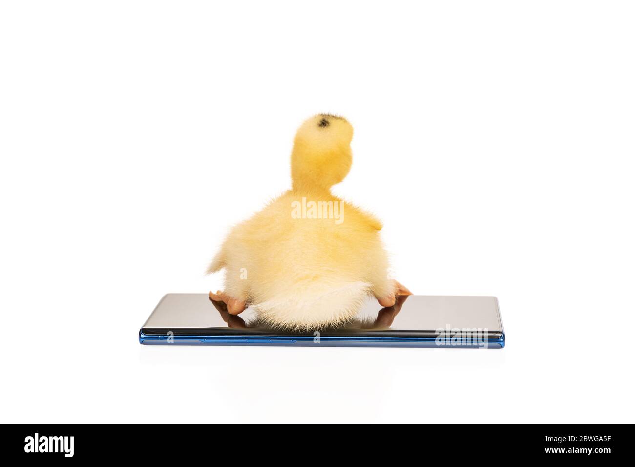 Duckling on a mobile phone Stock Photo - Alamy