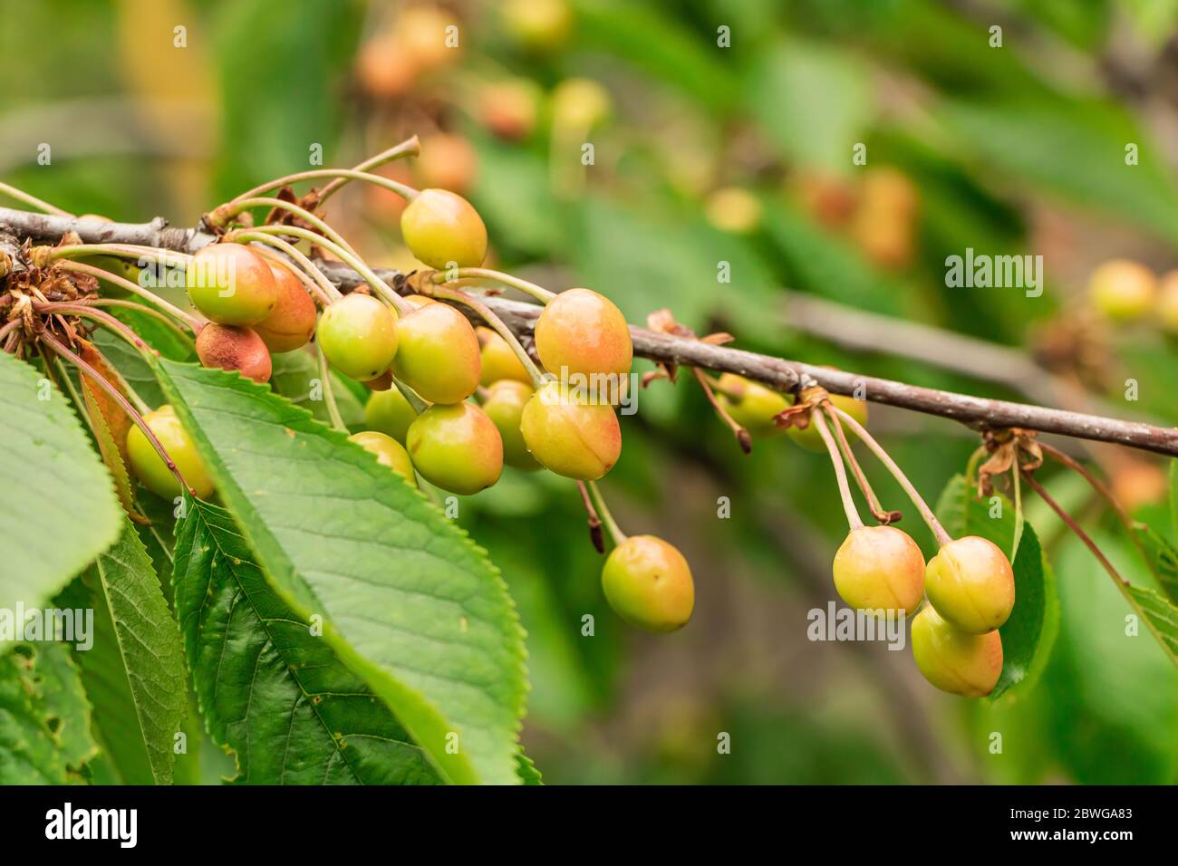 Sunlight and cherries hi-res stock photography and images - Alamy