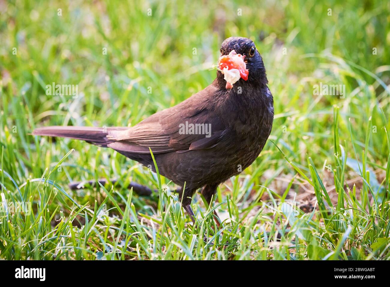 Common blackbird eating strawberry (Turdus merula Stock Photo - Alamy
