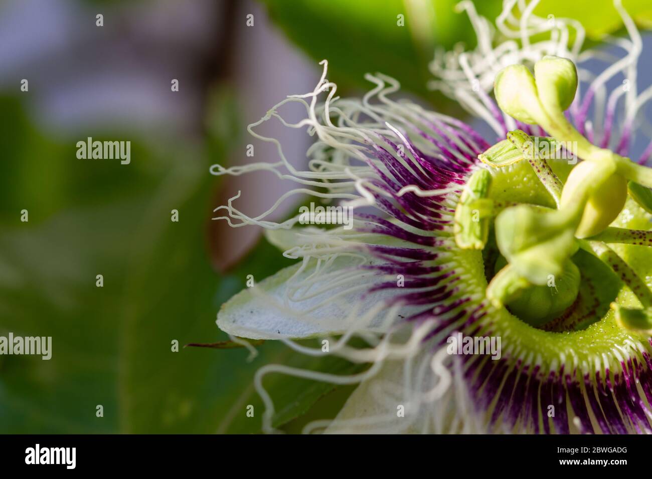 Close-up of Passiflora edulis or passion fruit, vine species of passion ...