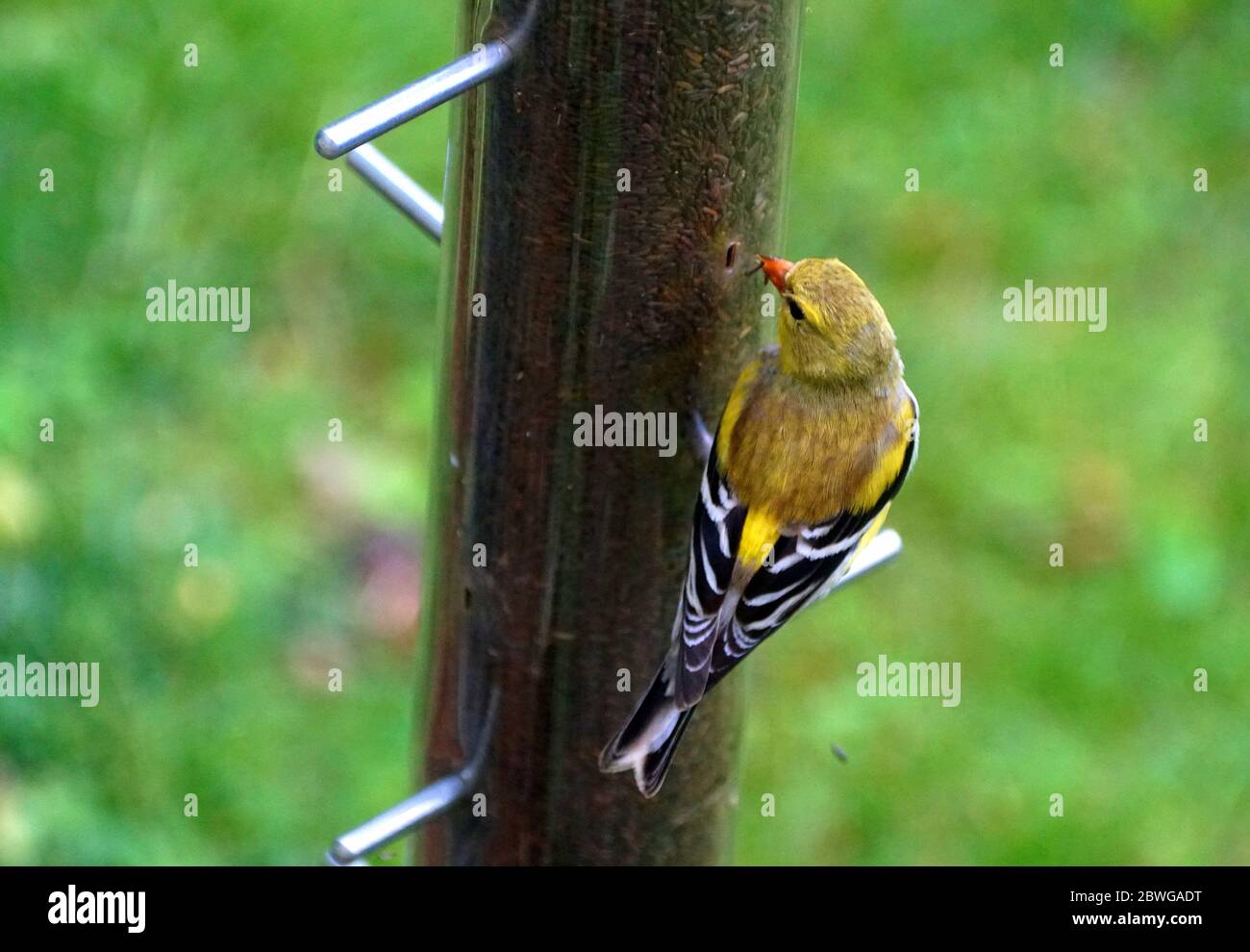 An American Goldfinch eating thistle seeds from the bird feeder Stock ...