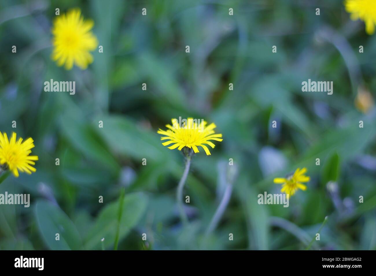 Cat's Ears Flowers Stock Photo - Alamy