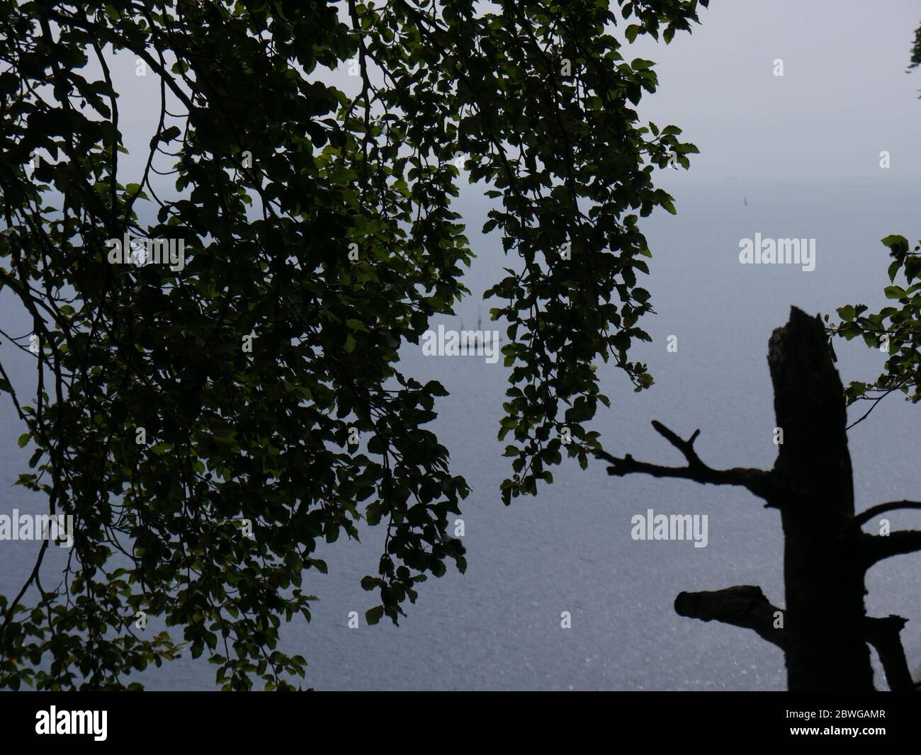 A view of a sailing boat through a tree Stock Photo - Alamy