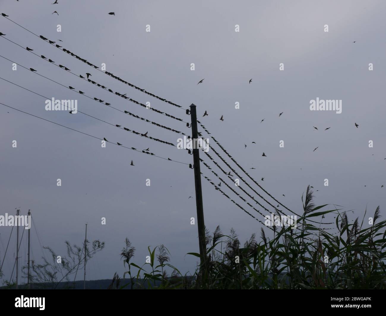Birds sitting on a electricity pylon Stock Photo - Alamy