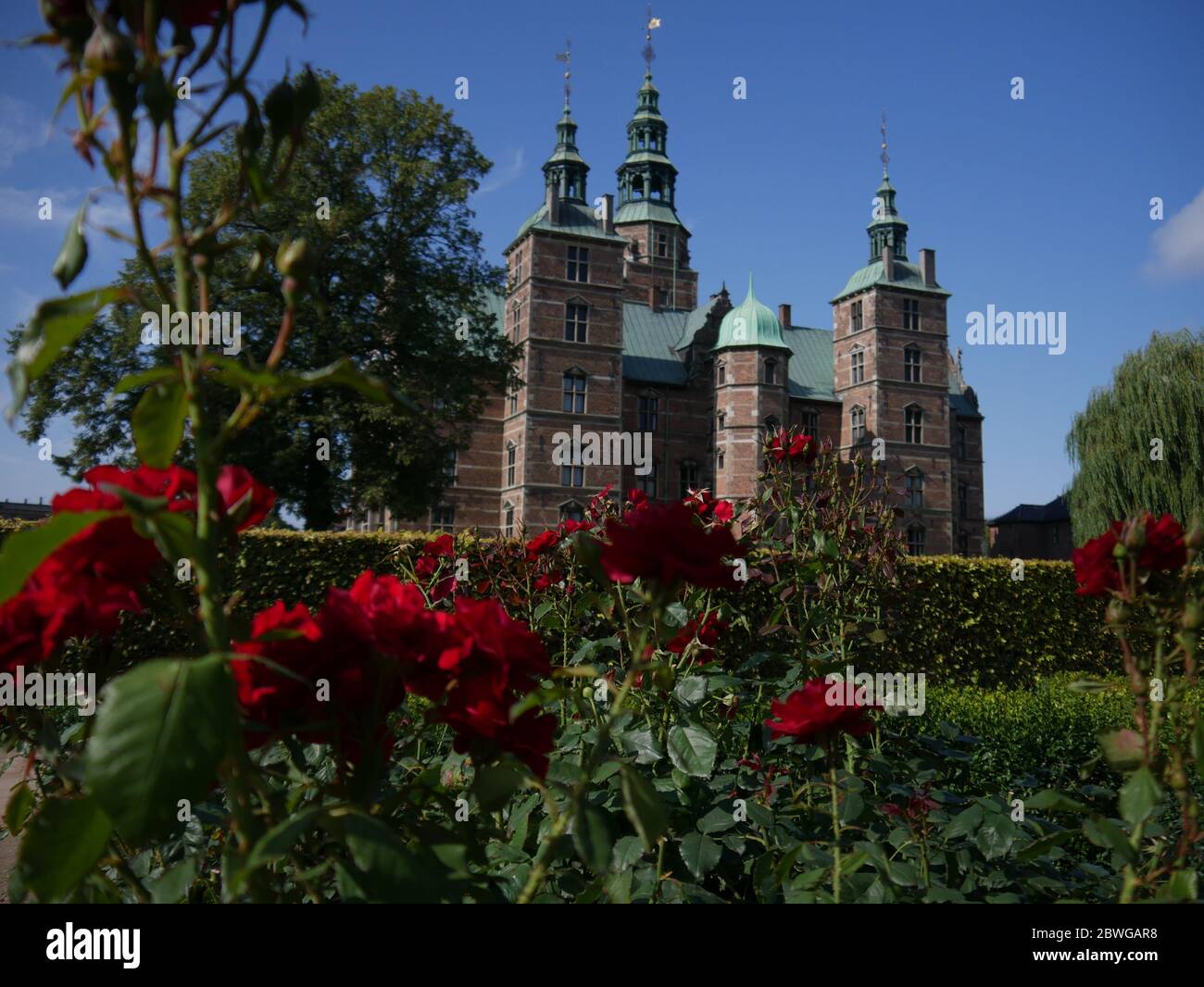 Red roses in front of a castle Stock Photo - Alamy