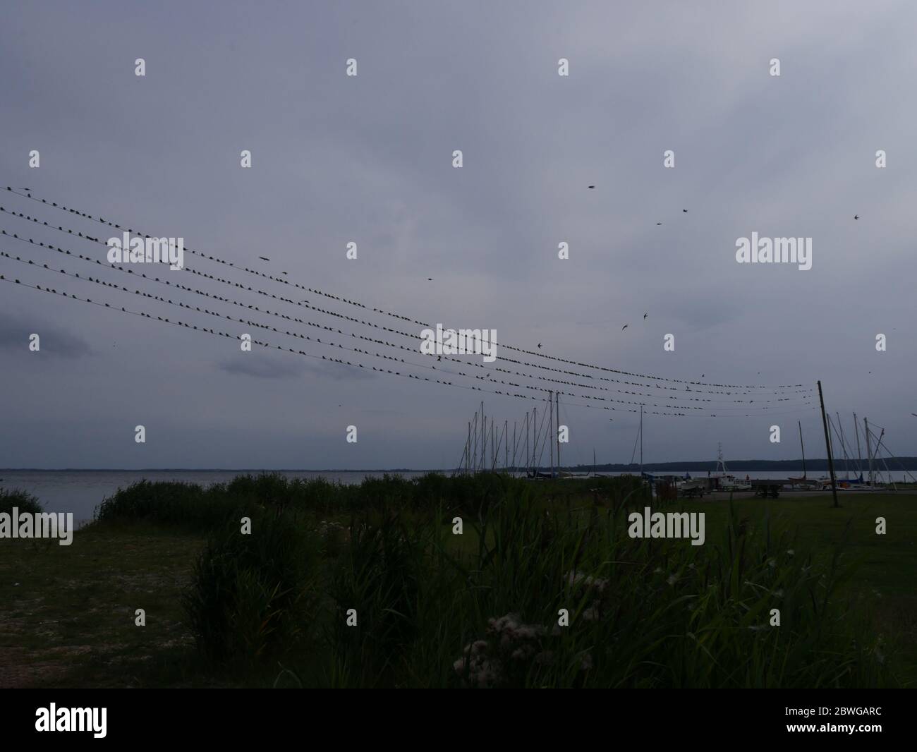 Birds sitting on a cable Stock Photo - Alamy