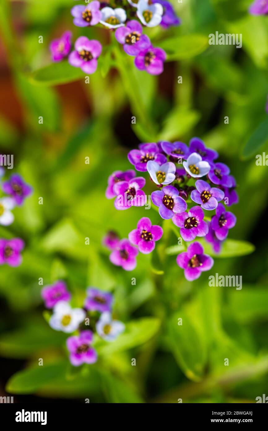 Violet Lobularia maritima flowers, known as Alyssum maritimum, sweet ...