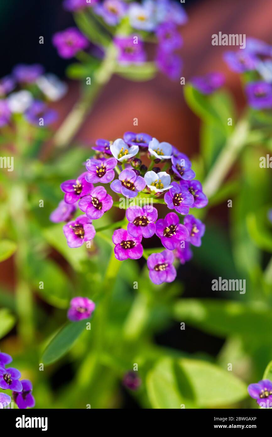 Violet Lobularia maritima flowers, known as Alyssum maritimum, sweet ...