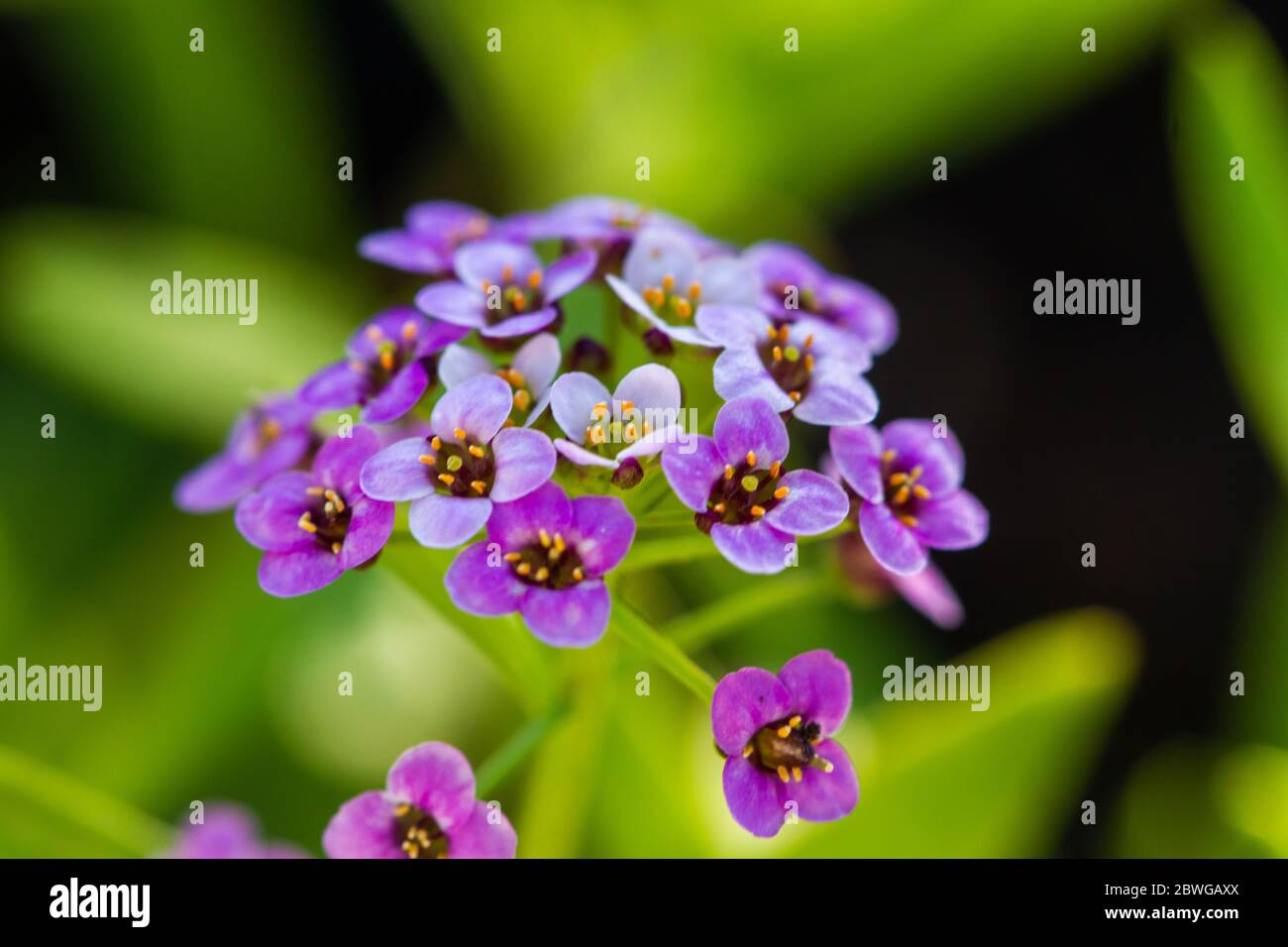 Violet Lobularia maritima flowers, known as Alyssum maritimum, sweet ...