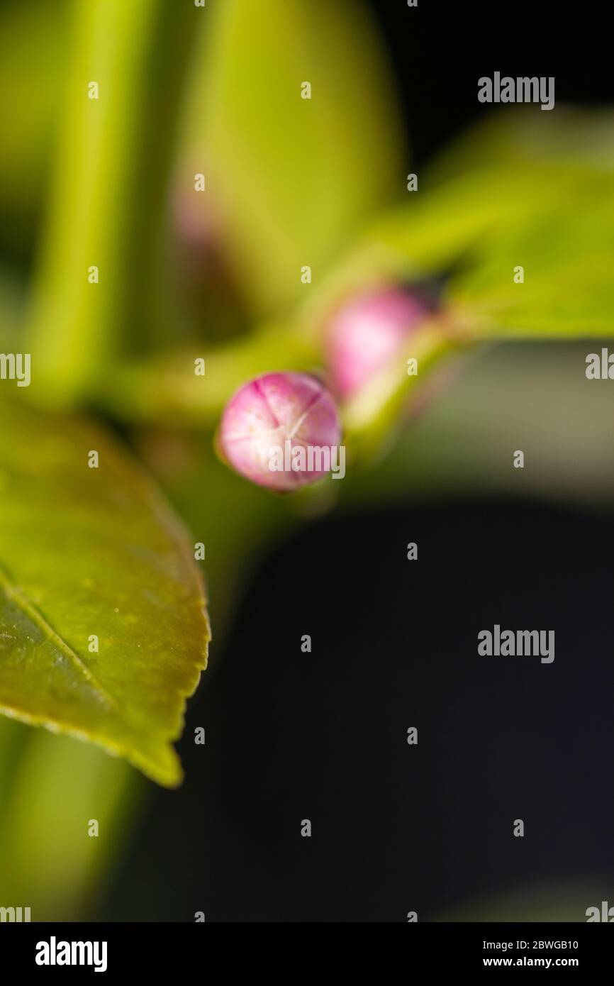 Macro image of buds of the blossom of potted lemon tree (Citrus limon ...