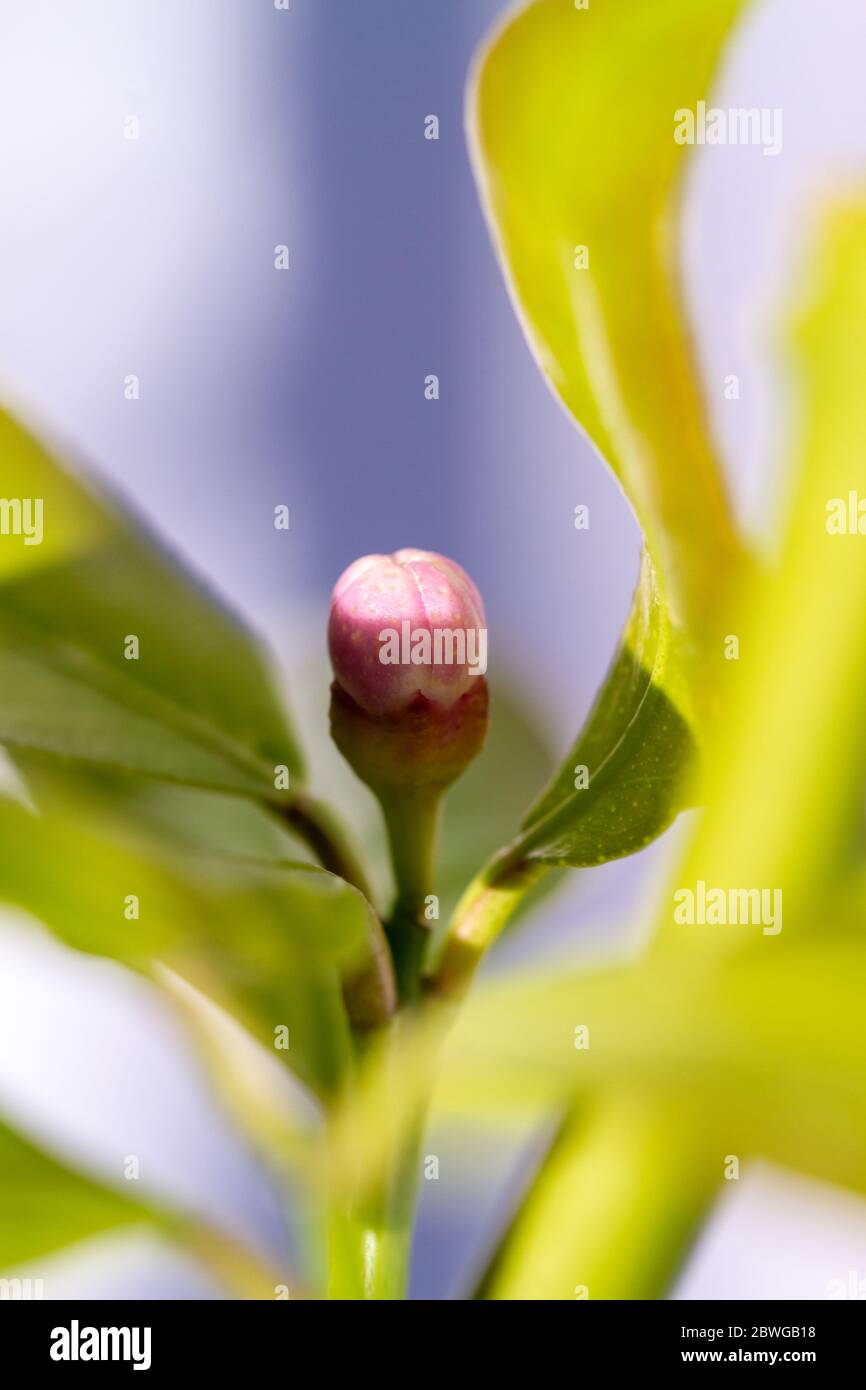 Macro image of buds of the blossom of potted lemon tree (Citrus limon ...