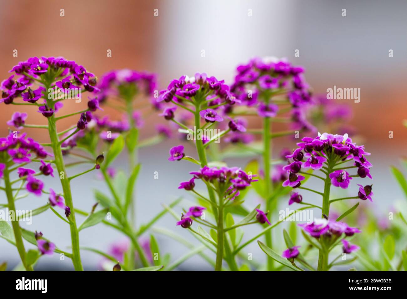 Violet Lobularia maritima flowers, known as Alyssum maritimum, sweet ...