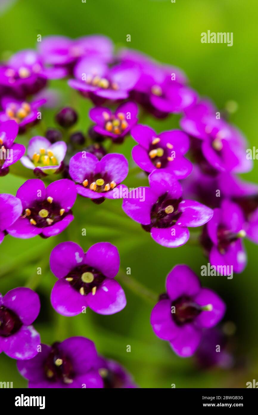 Violet Lobularia maritima flowers, known as Alyssum maritimum, sweet ...