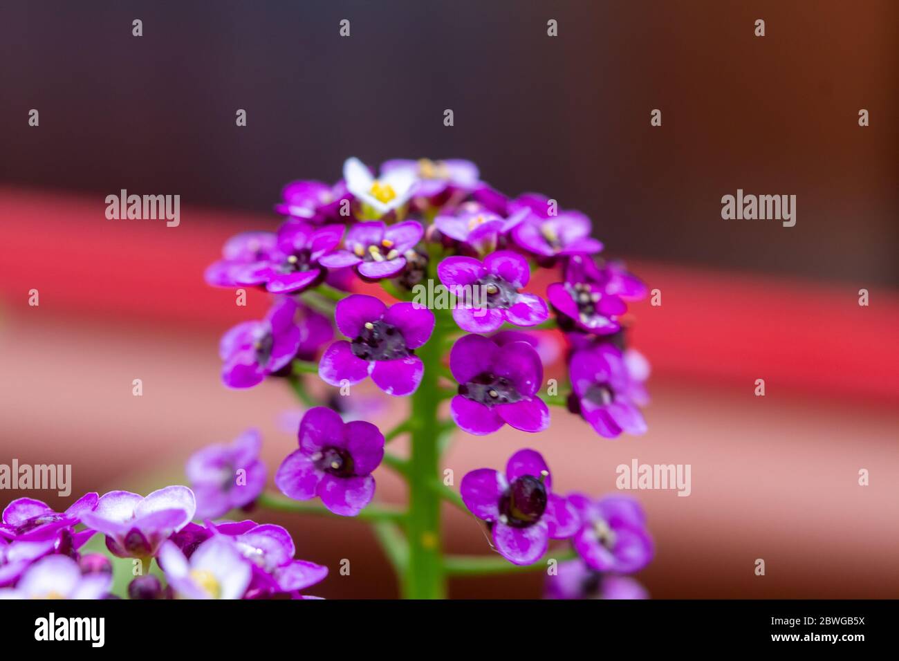 Violet Lobularia maritima flowers, known as Alyssum maritimum, sweet ...