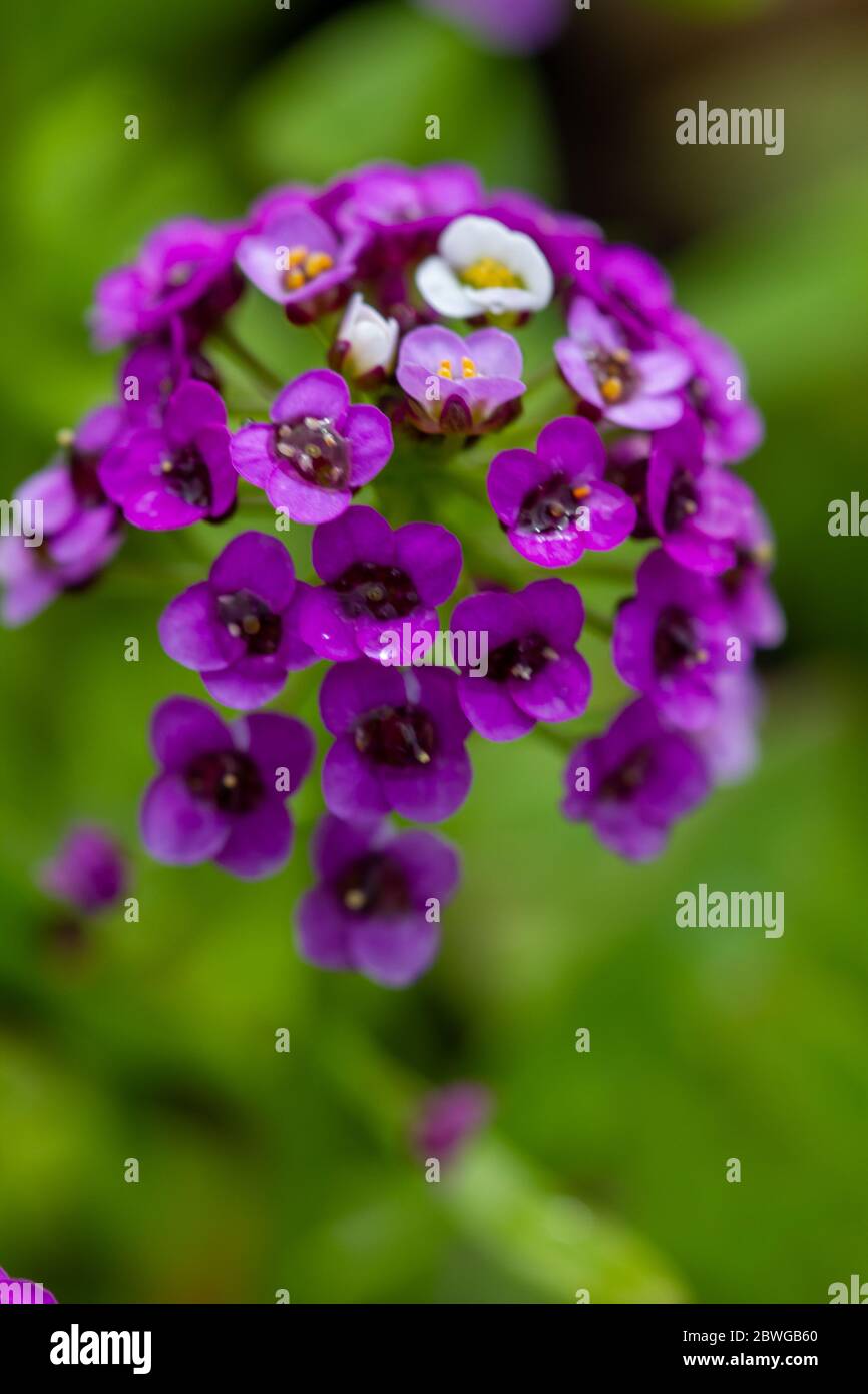 Violet Lobularia maritima flowers, known as Alyssum maritimum, sweet ...