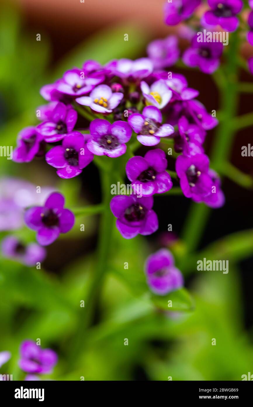 Violet Lobularia maritima flowers, known as Alyssum maritimum, sweet ...
