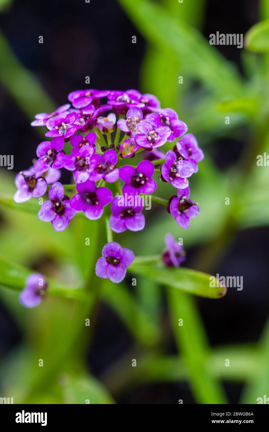 Violet Lobularia maritima flowers, known as Alyssum maritimum, sweet ...