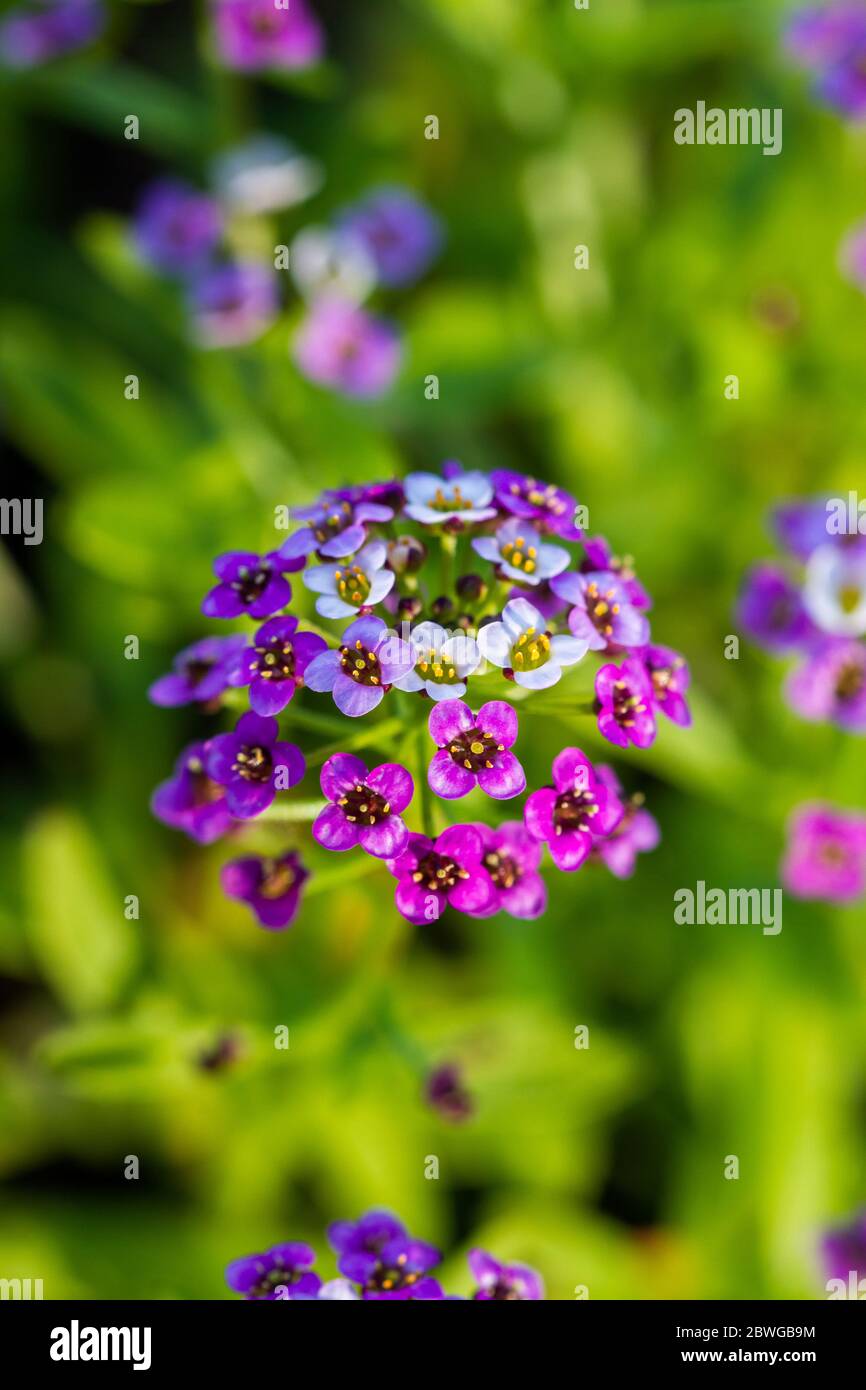 Violet Lobularia maritima flowers, known as Alyssum maritimum, sweet ...