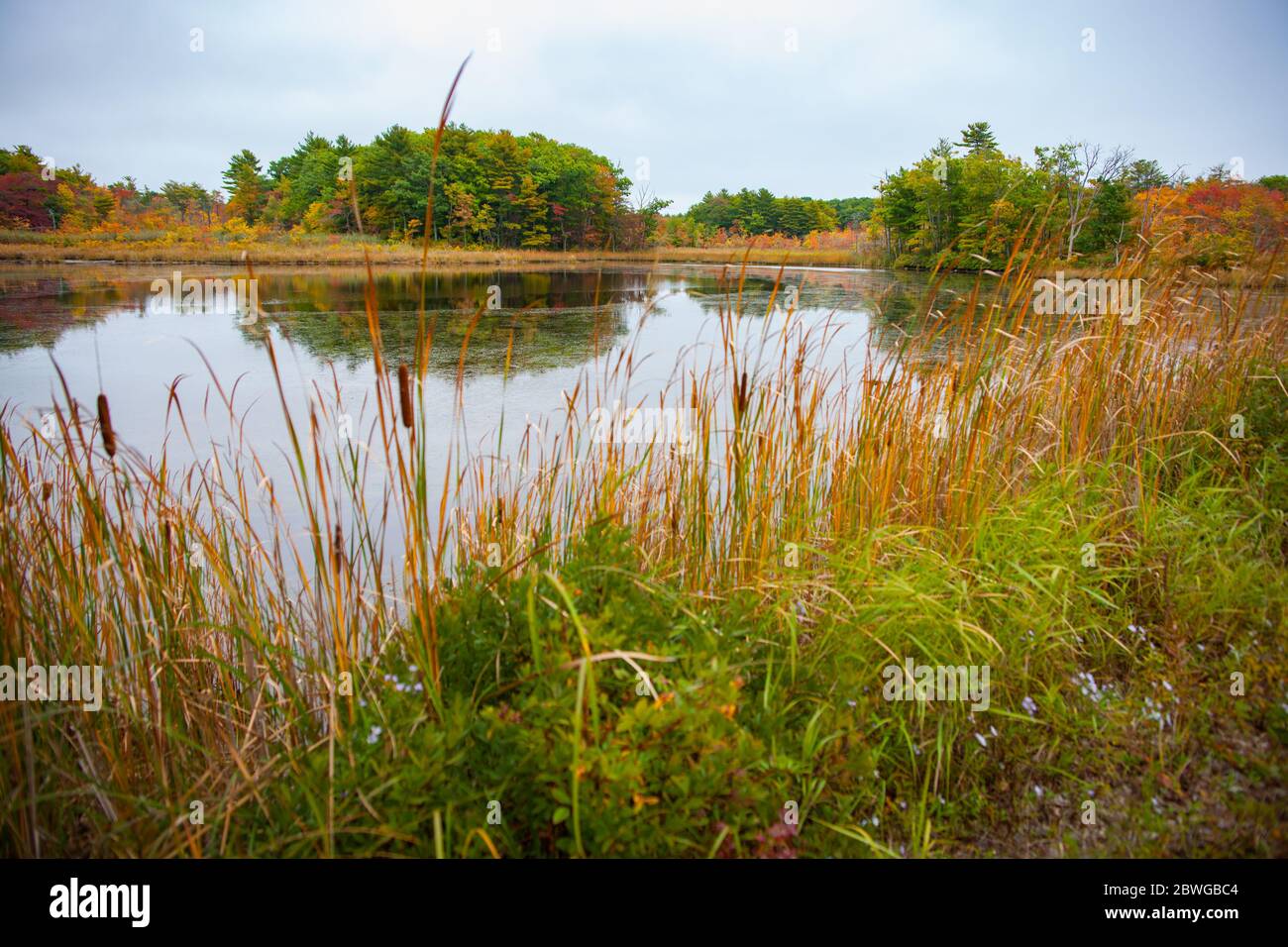 Pond in countrysie of New England sorrounnded by wetland vegetation ...