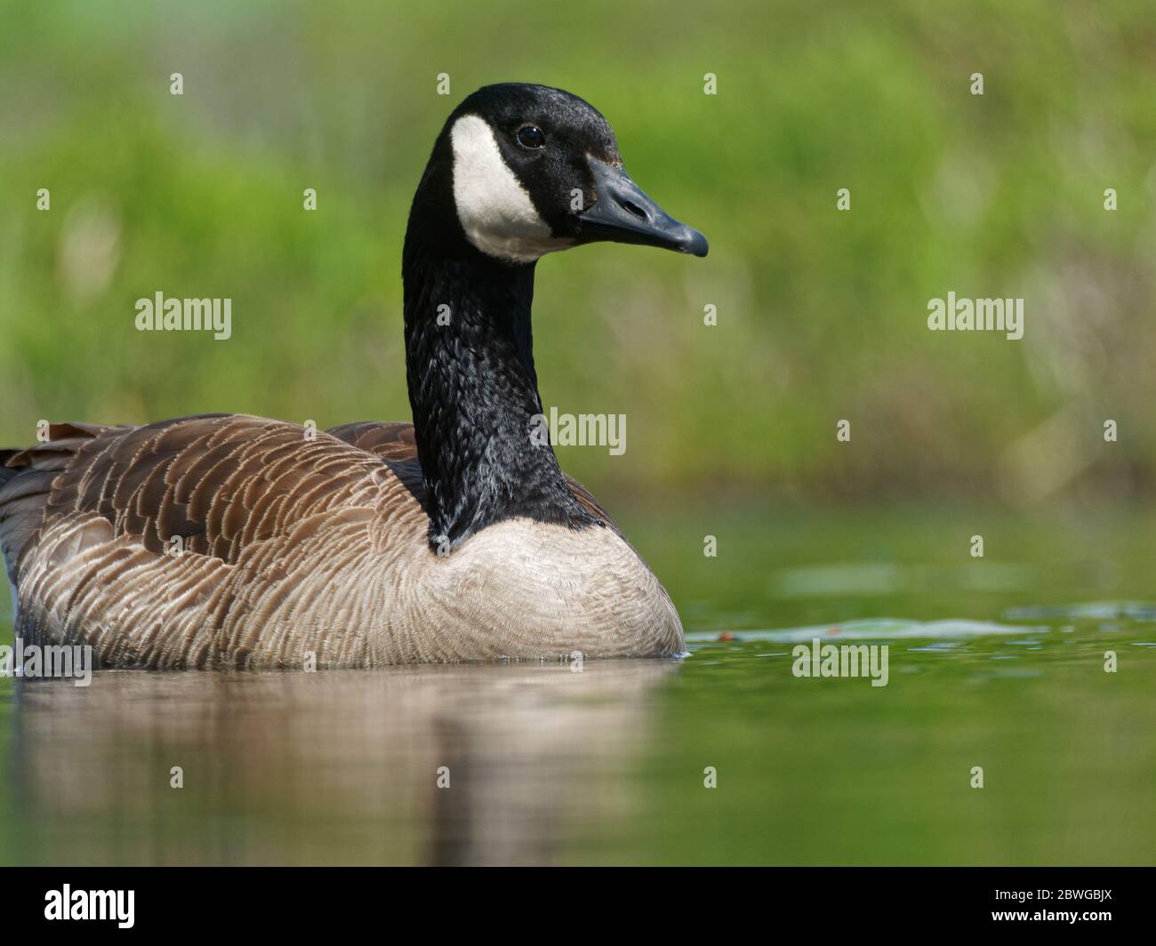 Young canada goose hi-res stock photography and images - Alamy