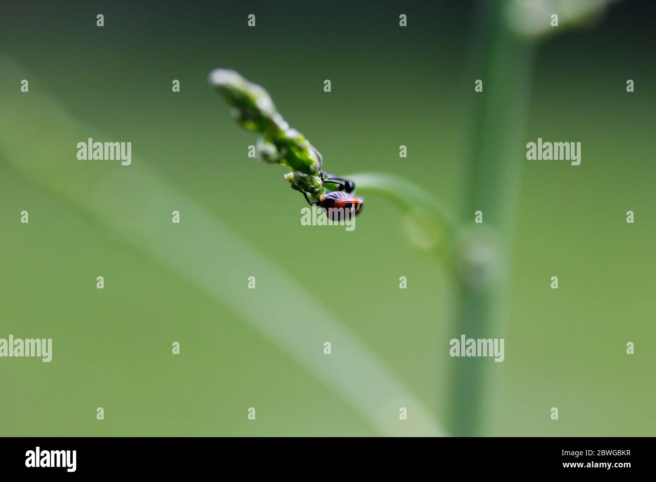 Small Insects on Asparagus Stock Photo - Alamy