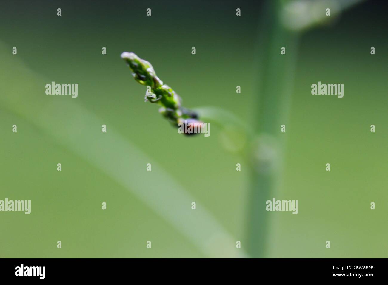 Small Insects on Asparagus Stock Photo - Alamy