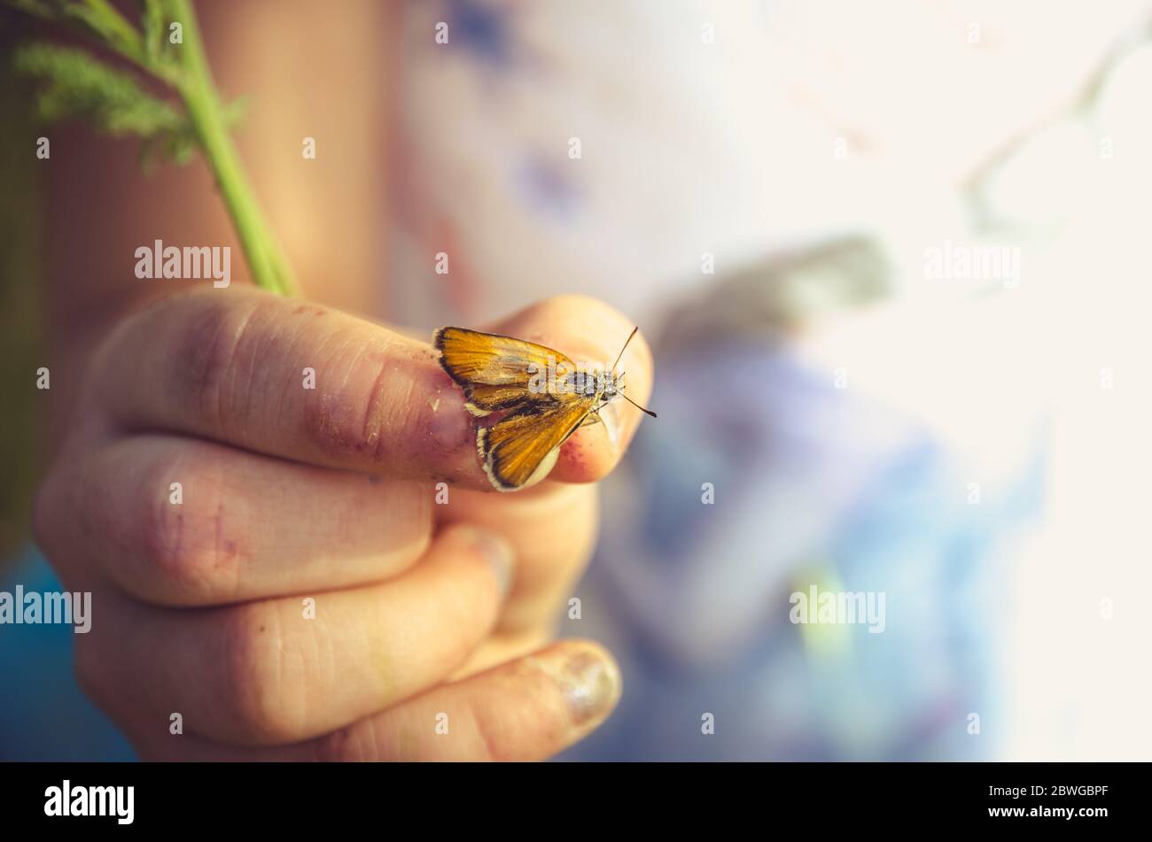 little red butterfly bug in human hand Stock Photo - Alamy