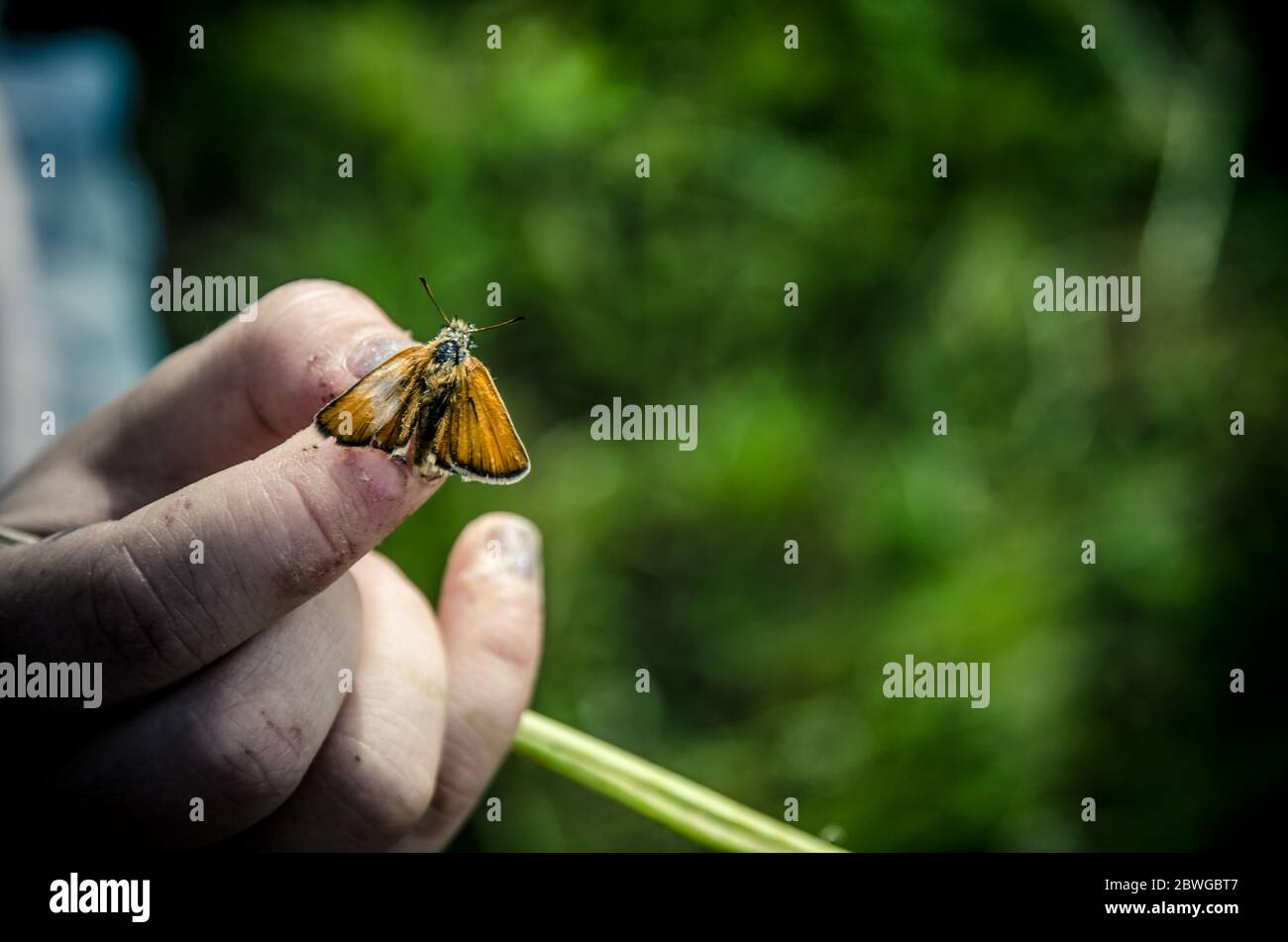 little red butterfly bug in human hand Stock Photo - Alamy