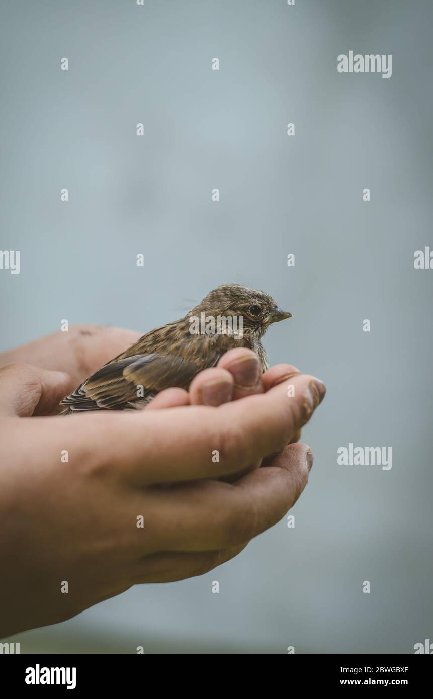 little lovely sparrow in human hand Stock Photo - Alamy