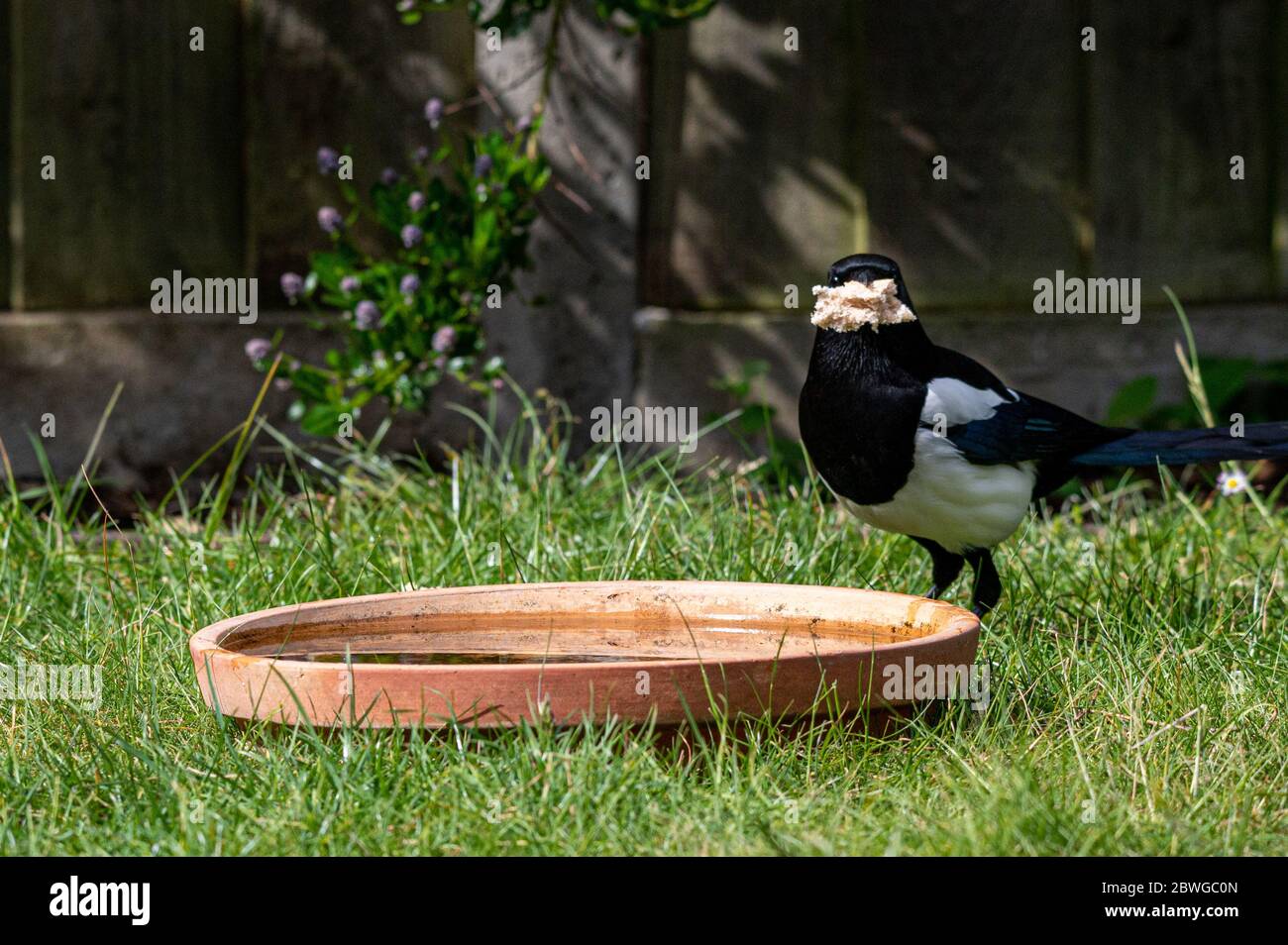 Eurasian magpie, pica pica, picking up bread and submerging into water ...