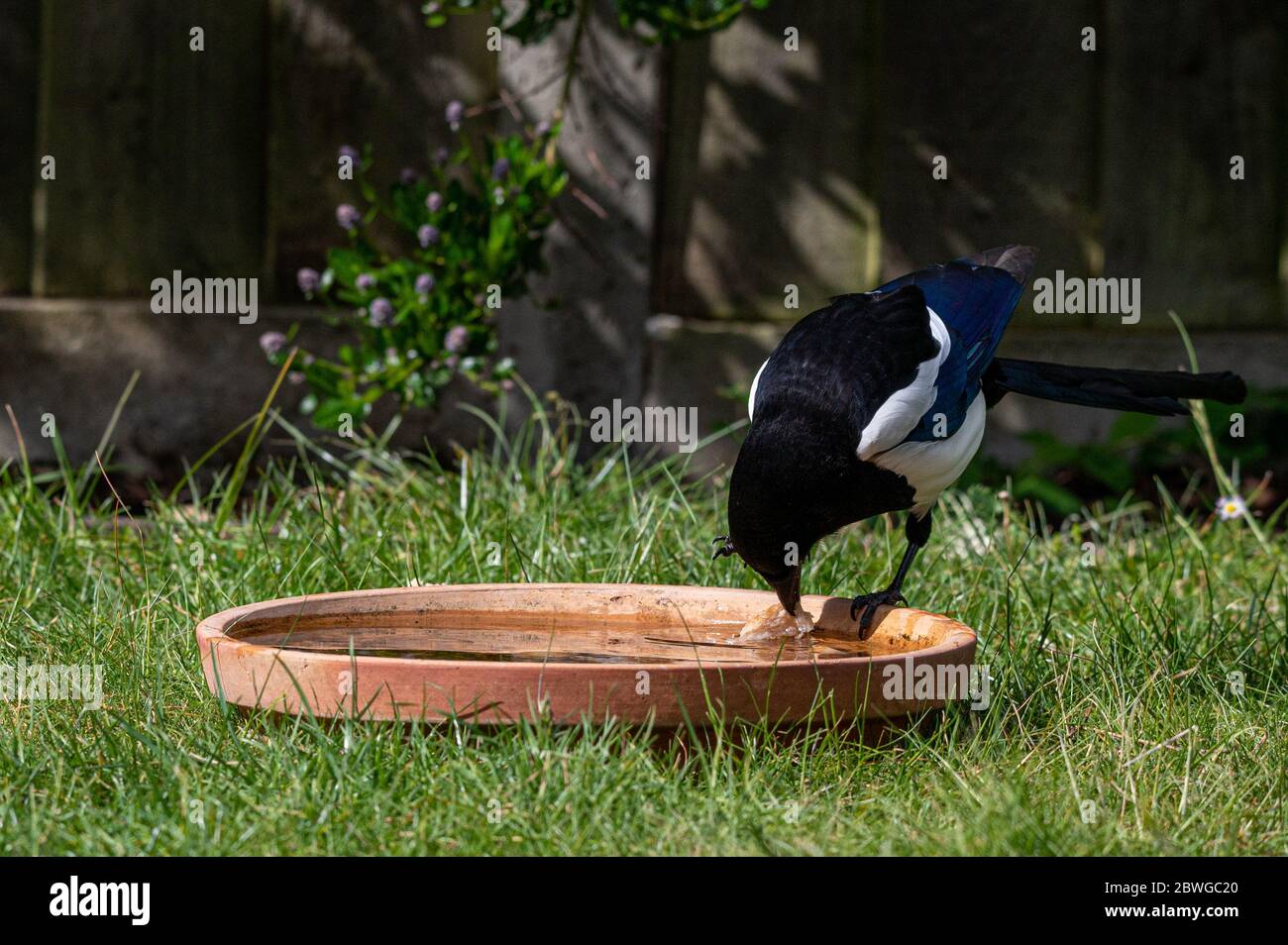 Eurasian magpie, pica pica, picking up bread and submerging into water ...