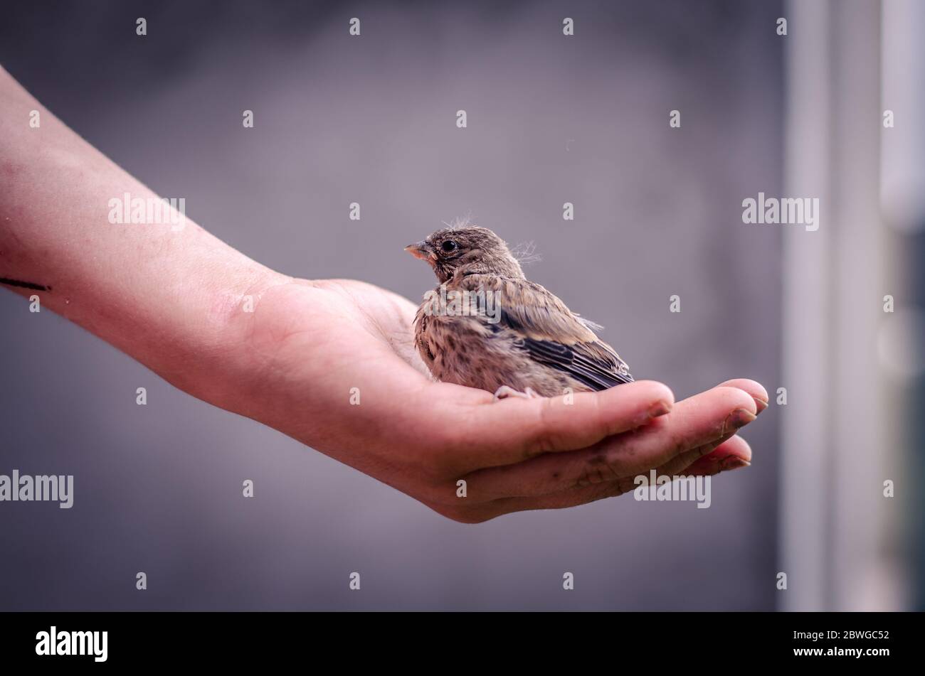 little lovely sparrow in human hand Stock Photo - Alamy