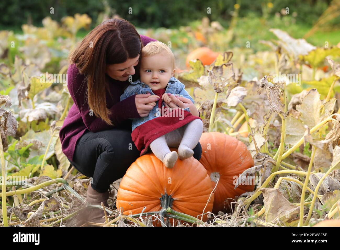 Family choosing pumpkins at a pumpkin patch in the UK Stock Photo - Alamy
