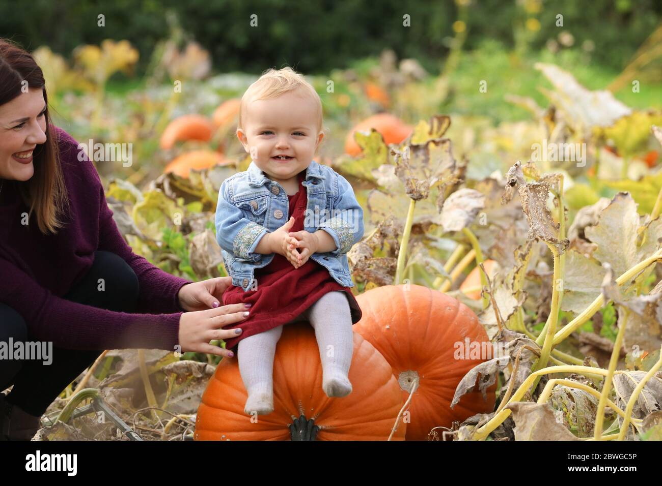 Family choosing pumpkins at a pumpkin patch in the UK Stock Photo - Alamy