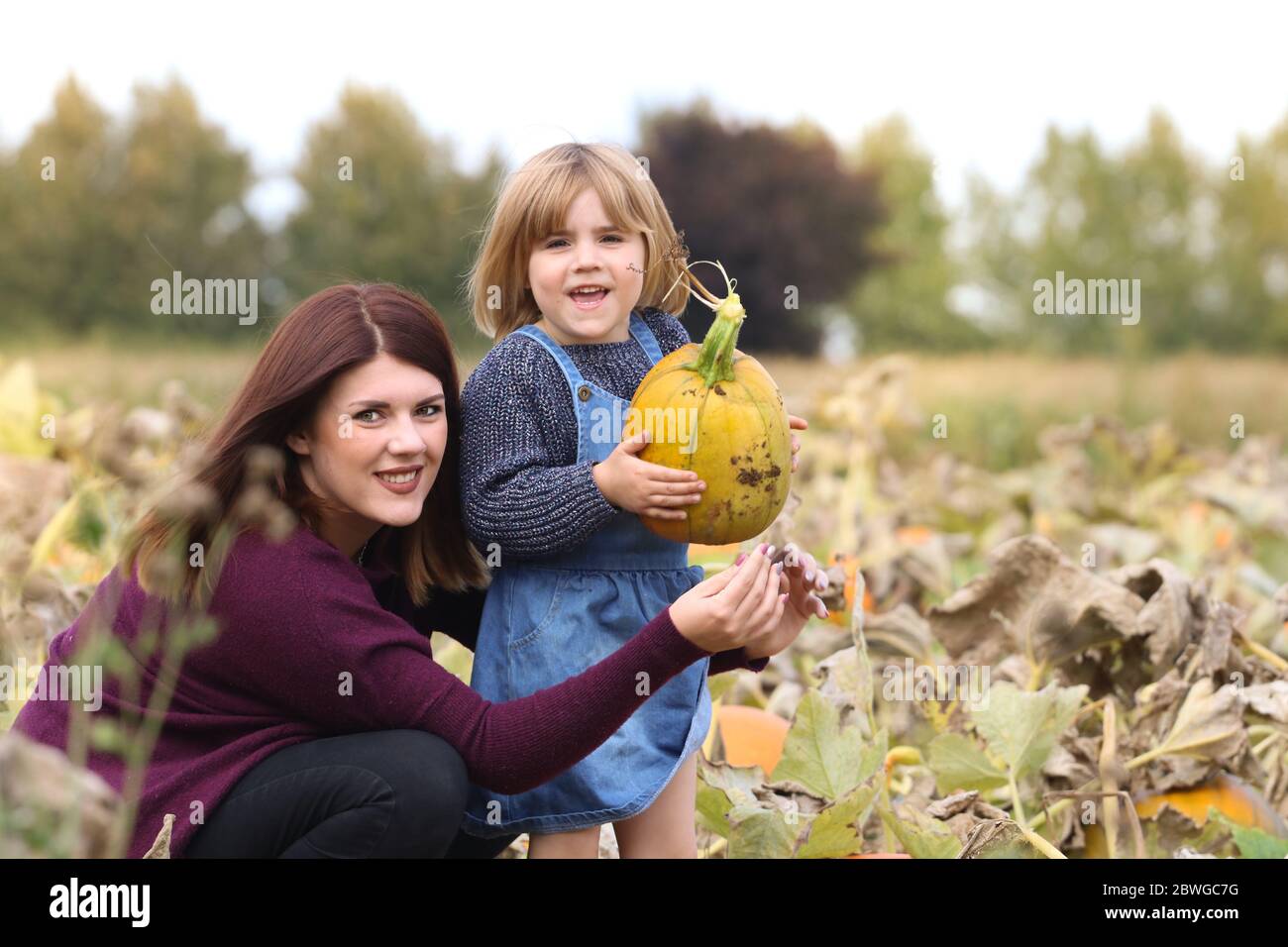 Family choosing pumpkins at a pumpkin patch in the UK Stock Photo - Alamy