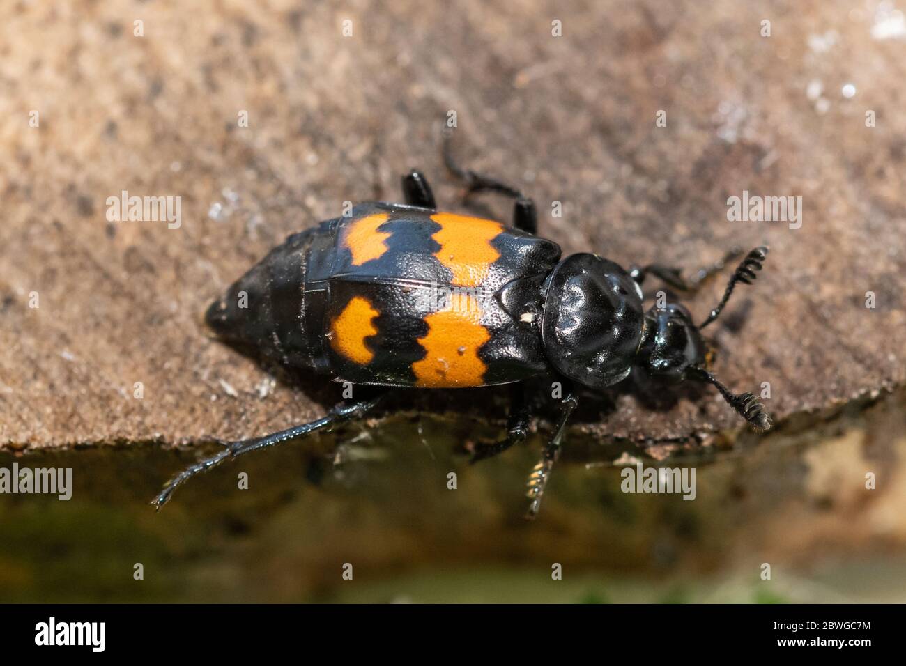 Common Sexton Beetle (Nicrophorus vespilloides), also called burying ...