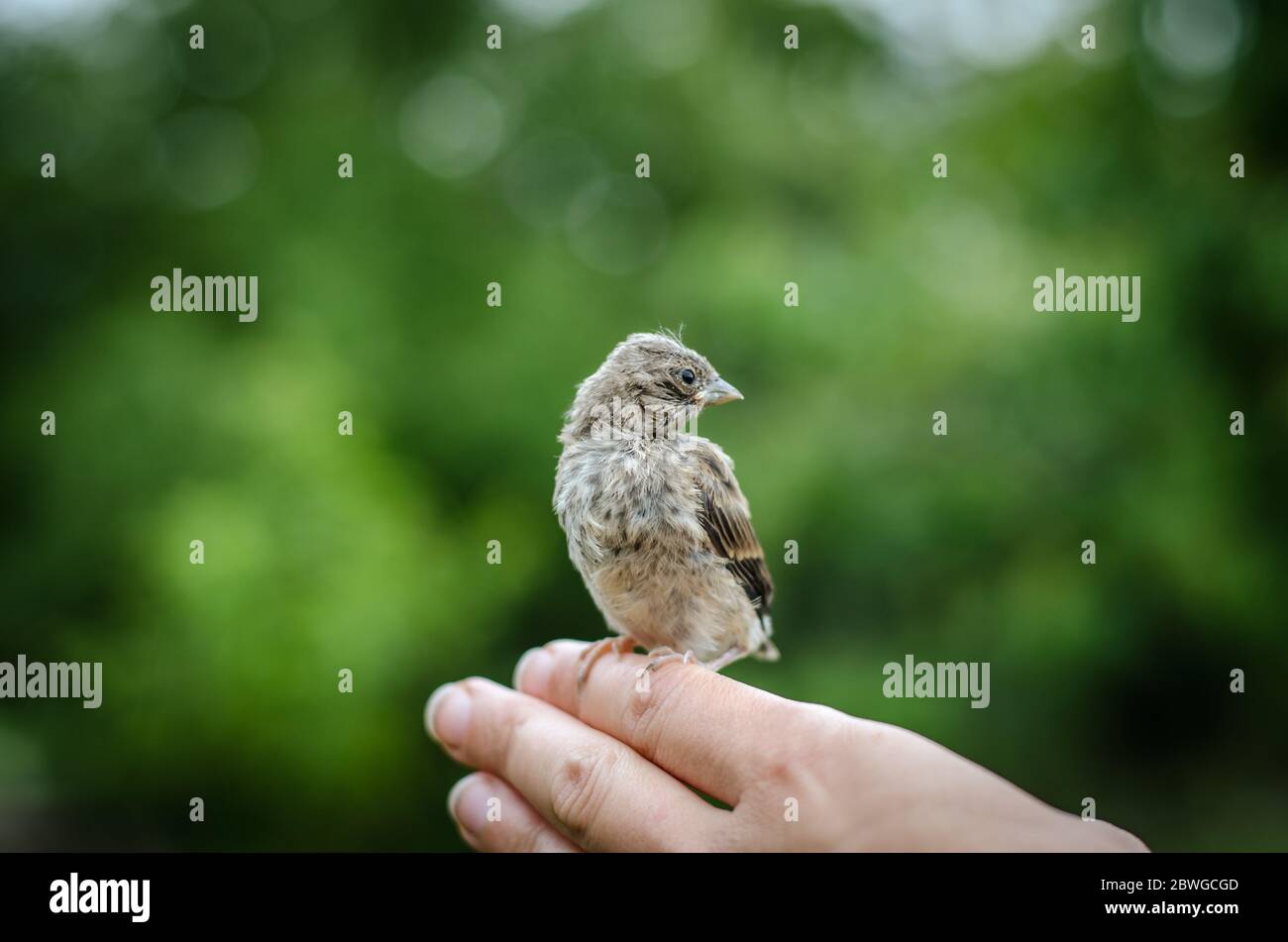 Sparrow Pair Cuddling