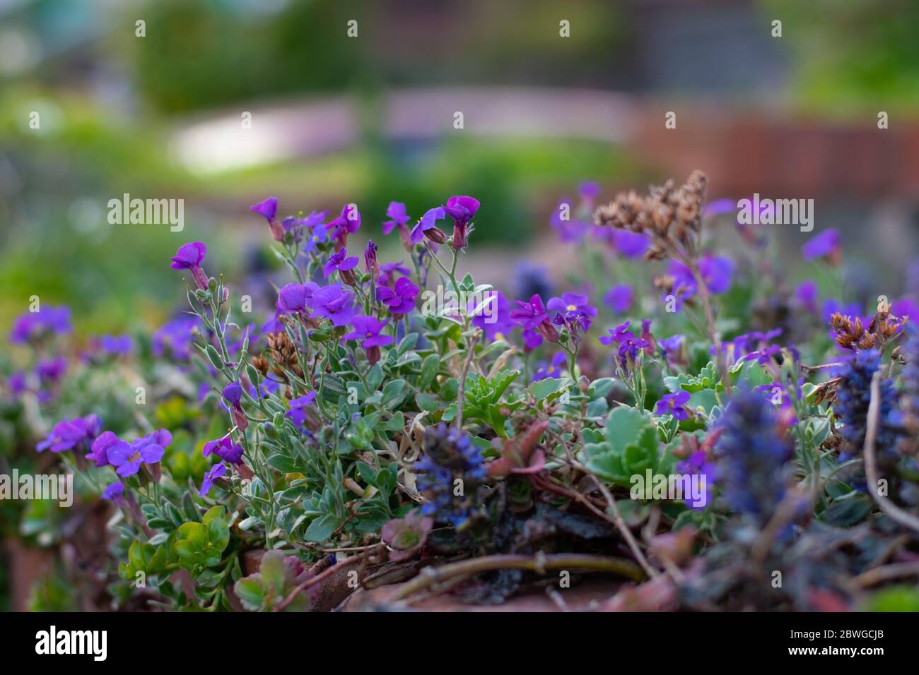 Aubrieta aubrieta flowers hi-res stock photography and images - Alamy