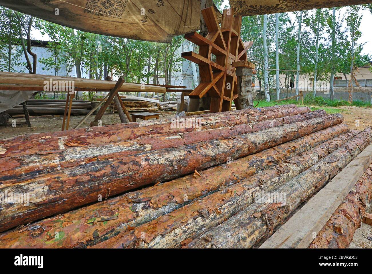 Logs of poplar trees stacked in Uzbekistan Stock Photo - Alamy