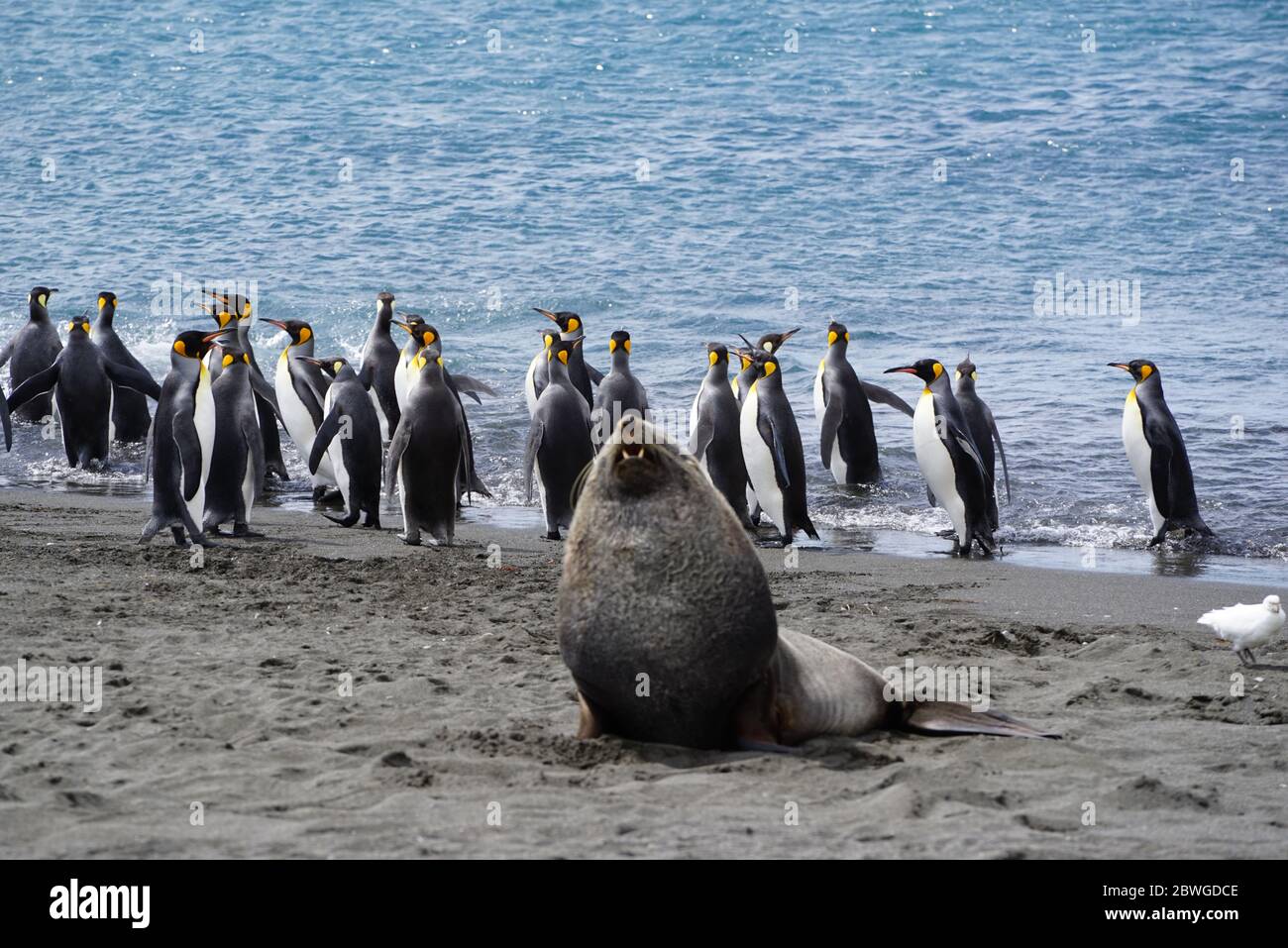 King Penguin Seal Rookery High Resolution Stock Photography and Images ...