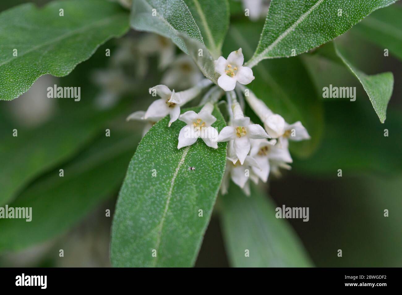 Autumn Olive Flowers in Springtime Stock Photo - Alamy