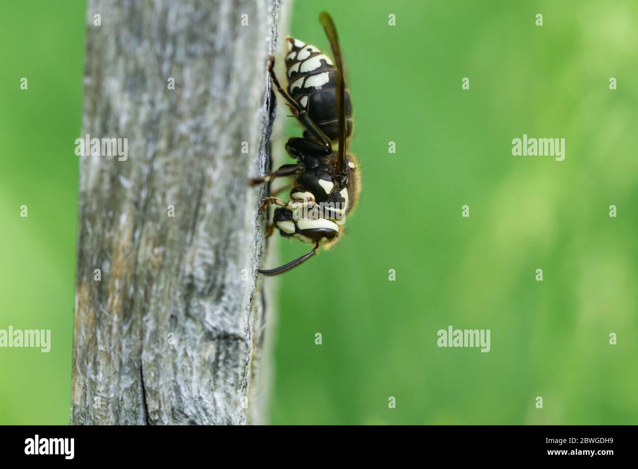 White jacket Wasp Poster Bald Faced Hornet Wall Art PRINTABLE JPG ...
