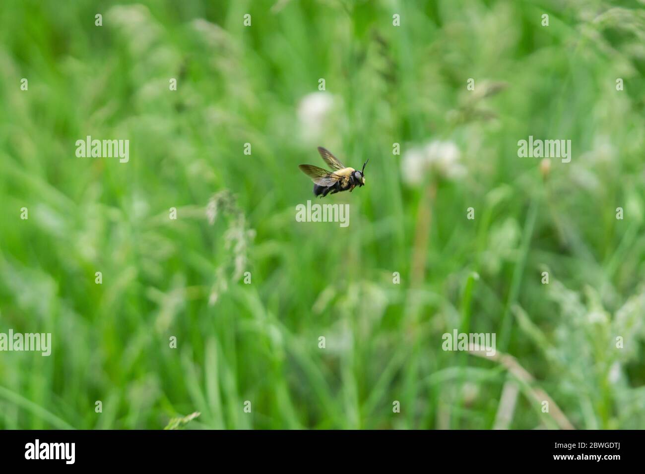 Carpenter bee in flight hi-res stock photography and images - Alamy