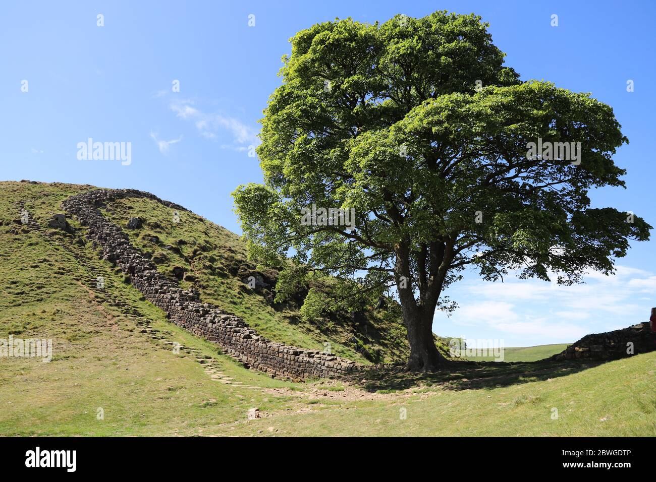 Robin Hood Tree High Resolution Stock Photography and Images - Alamy