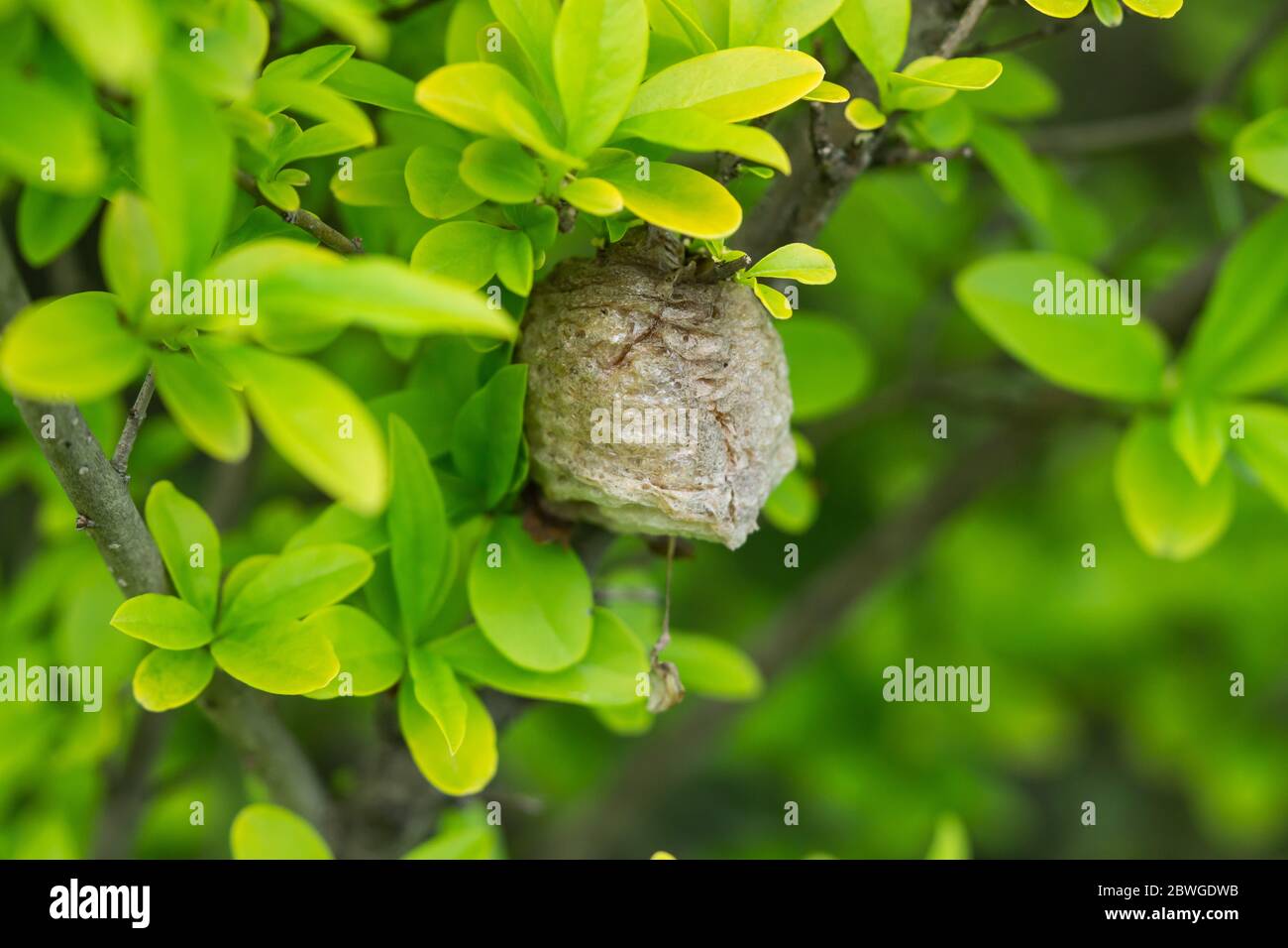 Tenodera sinensis egg hi-res stock photography and images - Alamy