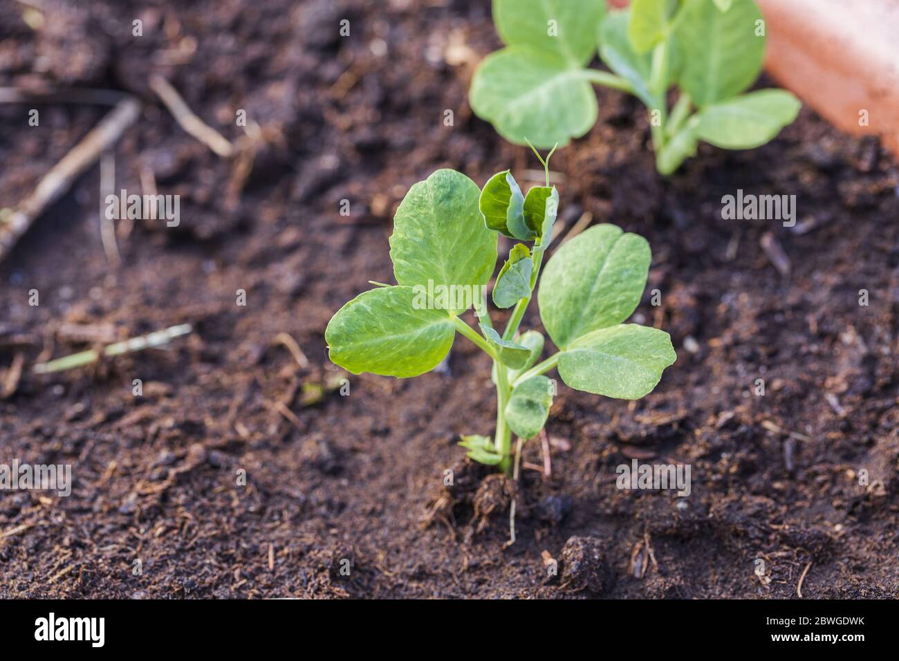 Beautiful close up view of growing peas plants. Beautiful nature ...