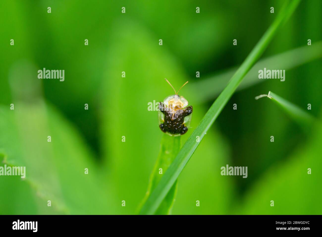 Clavate hi-res stock photography and images - Alamy