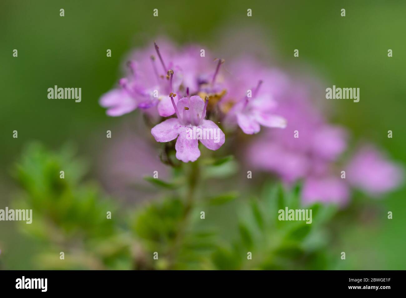 Creeping Thyme Flowers in Springtime Stock Photo - Alamy