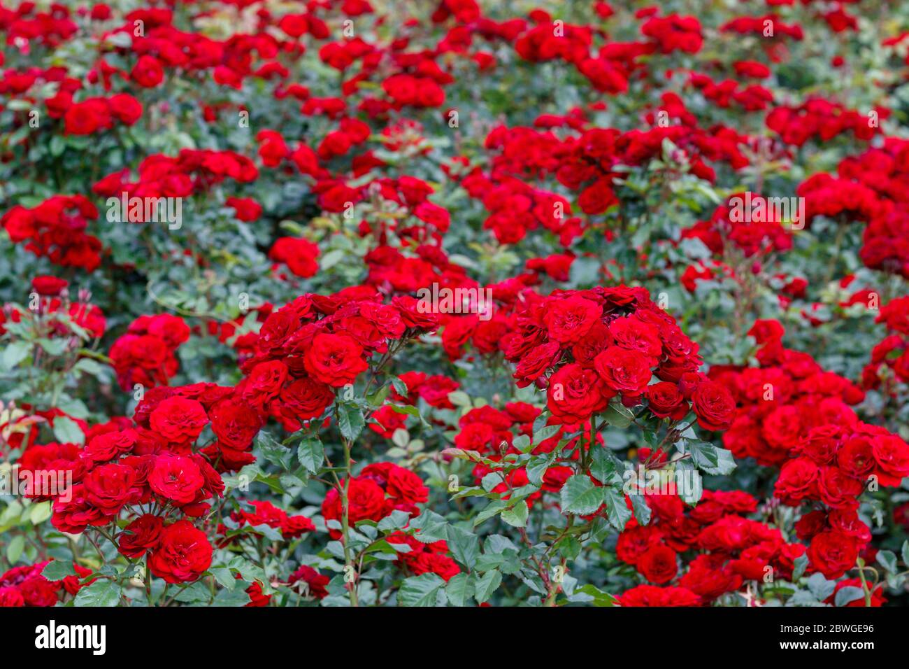 Beautiful Red Roses in The Garden Stock Photo - Alamy