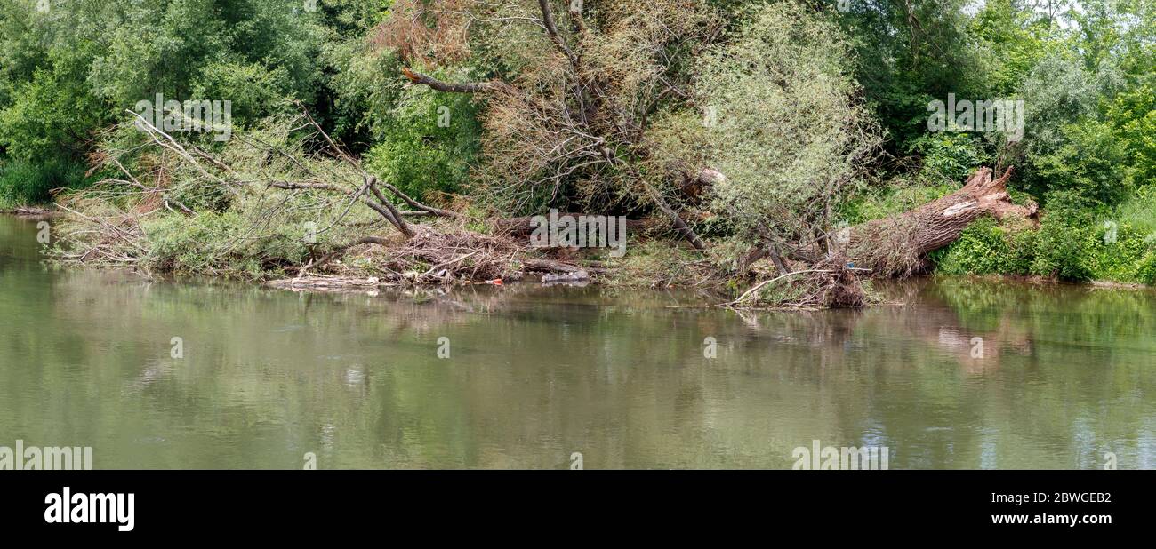 Old Big Tree Fallen Into River Stock Photo - Alamy